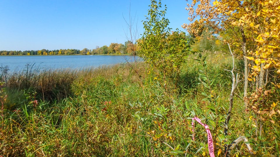 Wetland Delineations: Who Needs Them and Why They're Necessary
